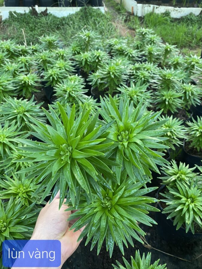 Giá sỉ hoa ly chậu lùn Đà Lạt Tết 2024 - nongsansachdalat